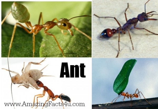 40 Amazing Facts About Ants | Amazing Facts 4U .com
