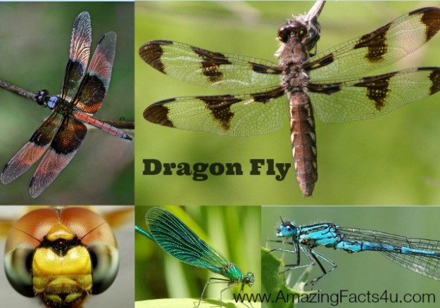 20 Amazing Dragonfly Facts | Amazing Facts 4U .com