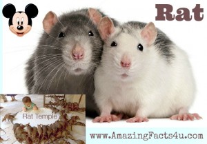 50 Amazing Facts About Rat | Amazing Facts 4U .com