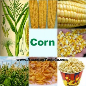 35 Amazing Facts About Corn | Amazing Facts 4U .com